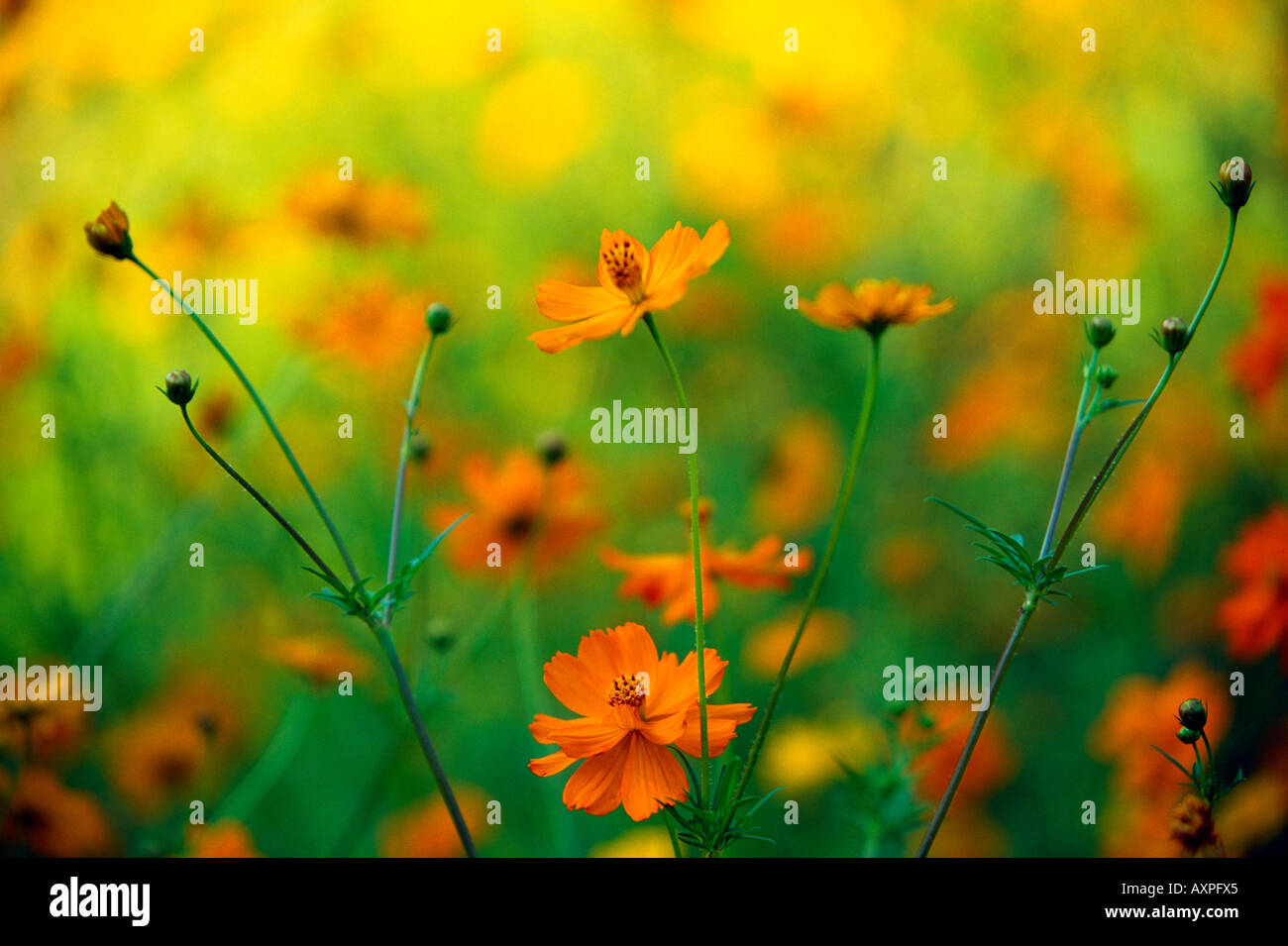 Calliopsis flowers hi-res stock photography and images - Alamy