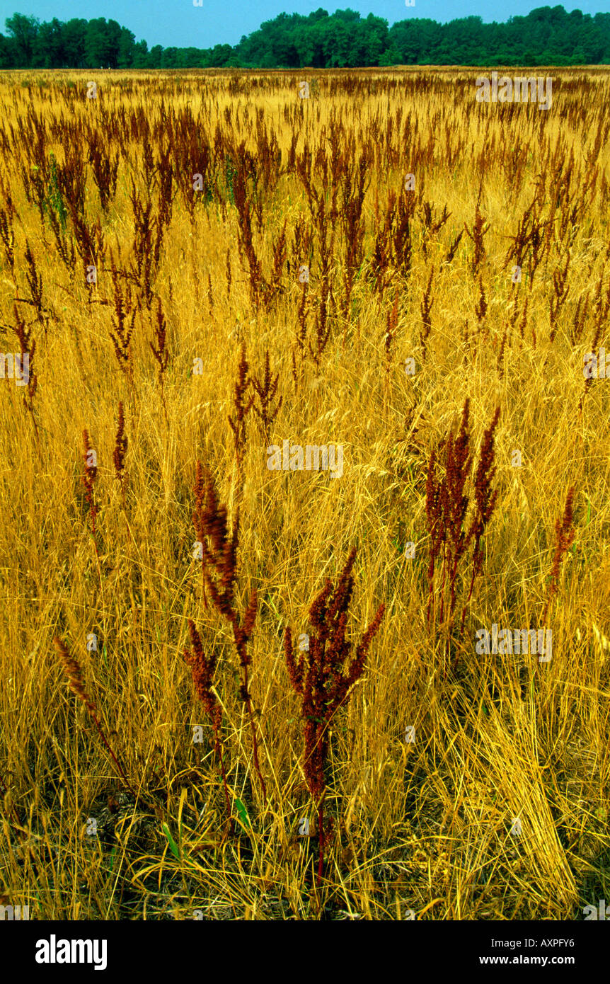Field of cinnamon fern Stock Photo - Alamy