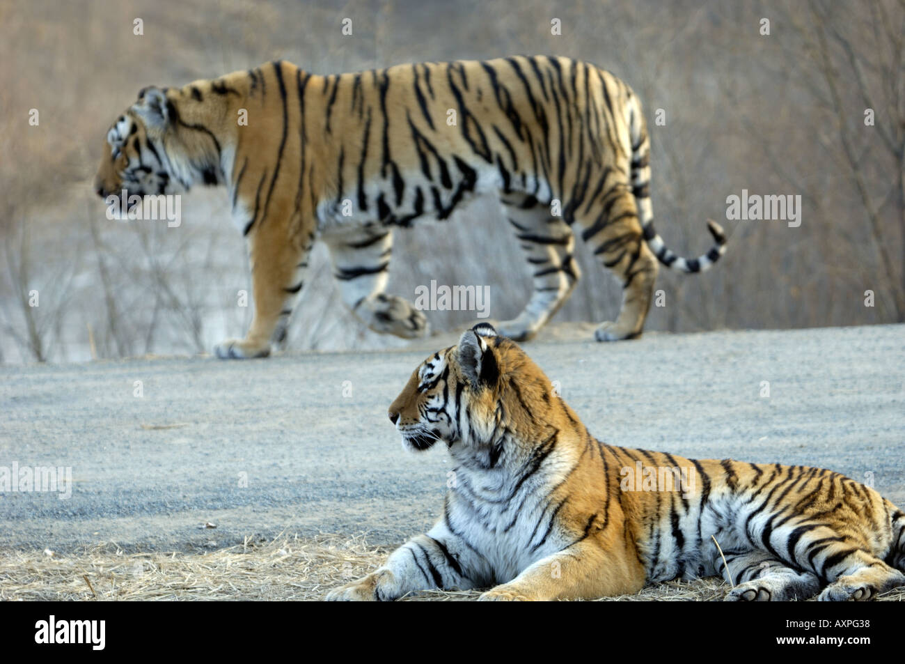 Siberia tigers in Siberia Tiger Park in Harbin, Heilongjiang province ...