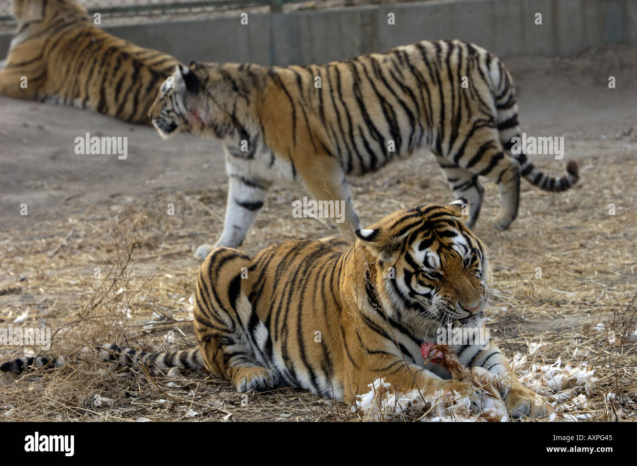 A Siberia tiger eats an alive chieken in Siberia Tiger Park in Harbin ...
