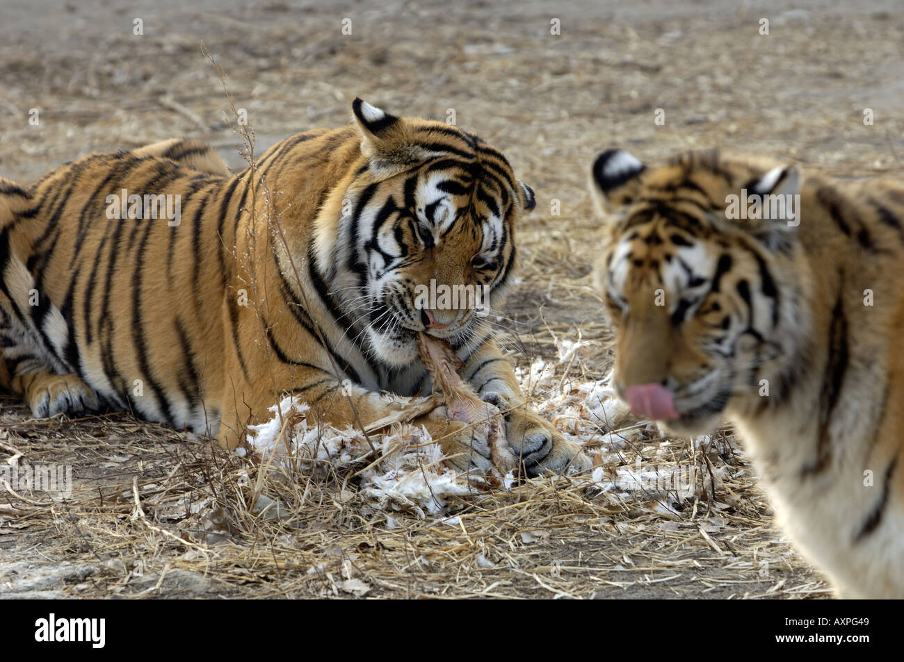 Siberia tigers eats an alive chicken in Siberia Tiger Park in Harbin ...