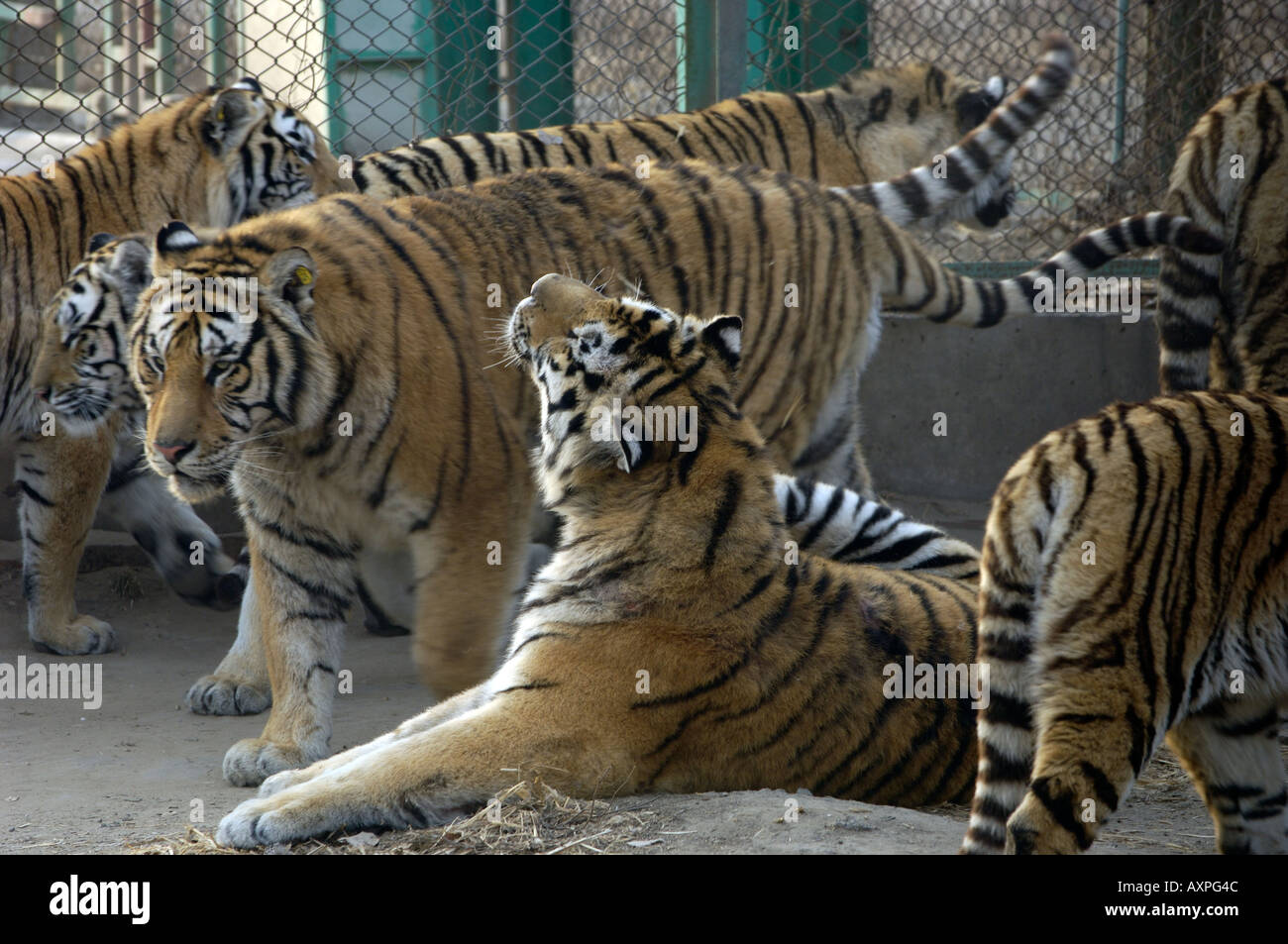 Animals of siberia hi-res stock photography and images - Alamy