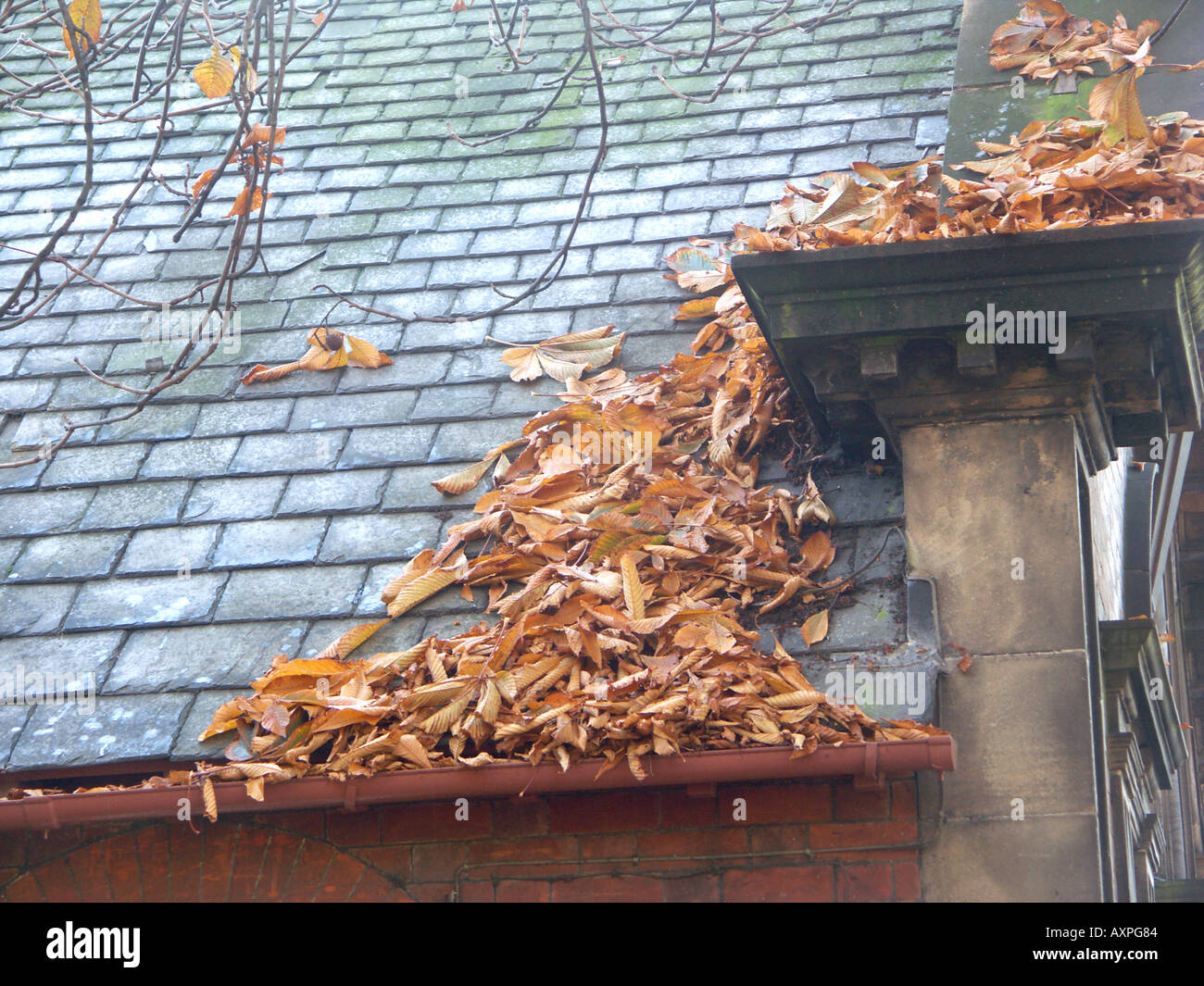 Autumn leaves on tiled roof 2 Stock Photo - Alamy