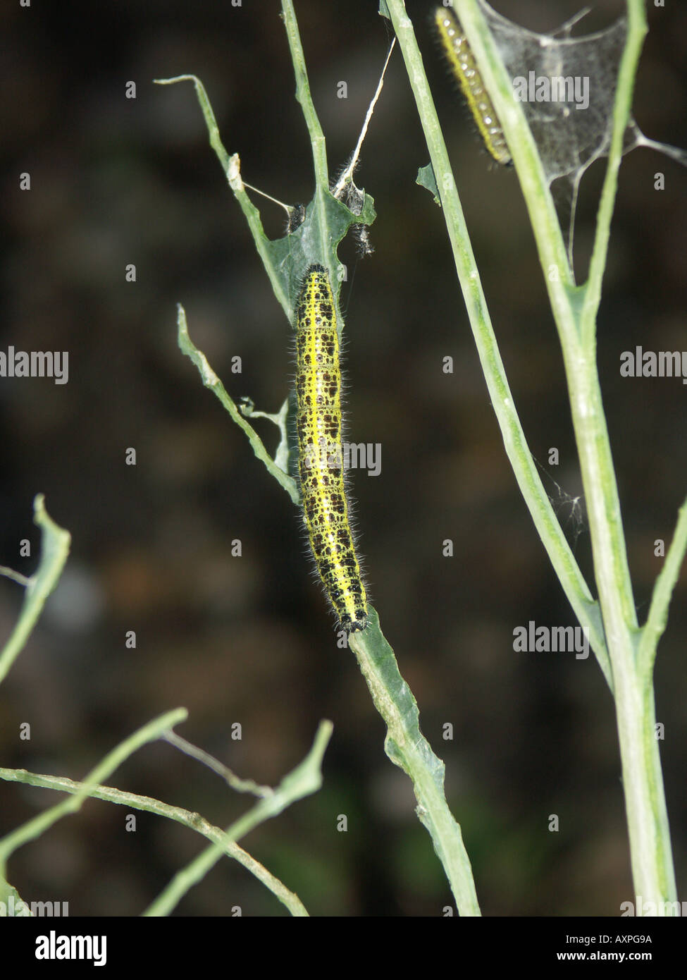 Caterpillar damaging leaves hi-res stock photography and images - Alamy