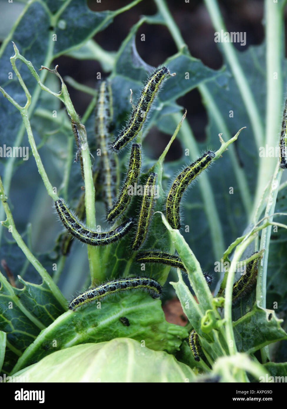Caterpillar damage on Cabbage plant Stock Photo - Alamy
