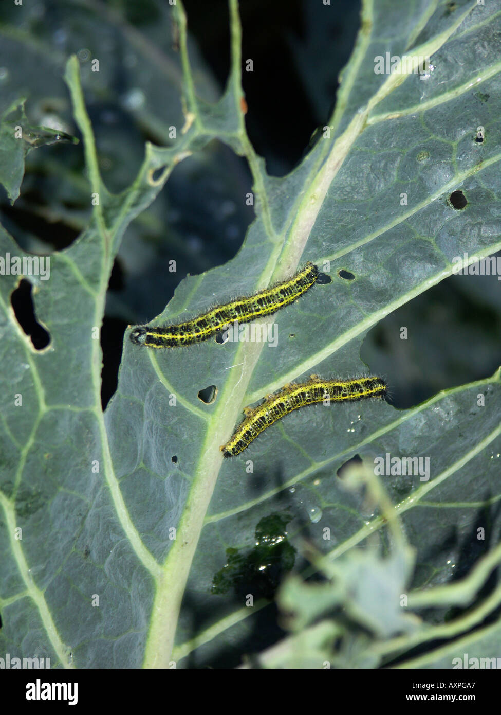 Caterpillar damaging leaves hi-res stock photography and images - Alamy