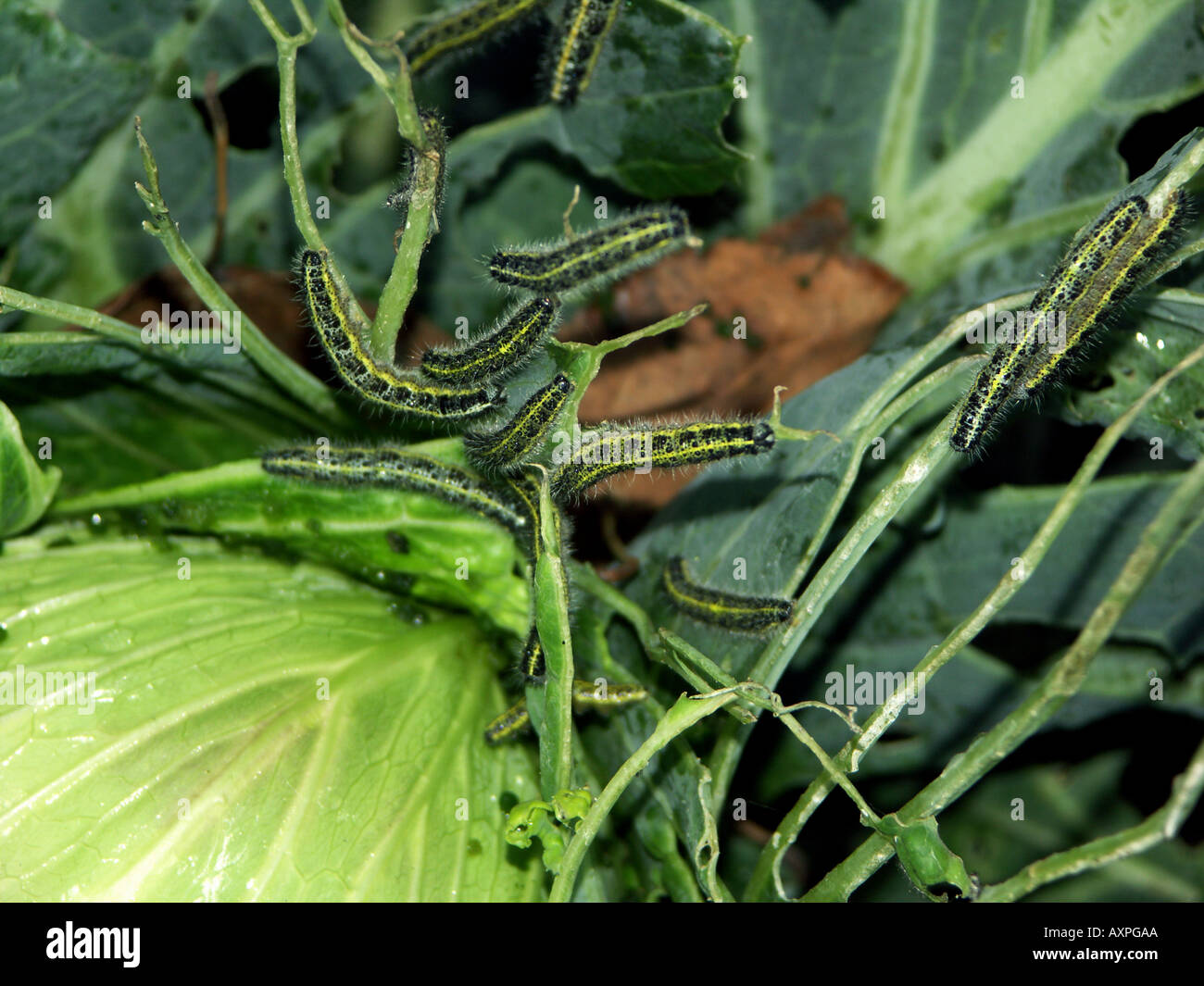 Caterpillar causing damage on Cabbage plant Stock Photo - Alamy