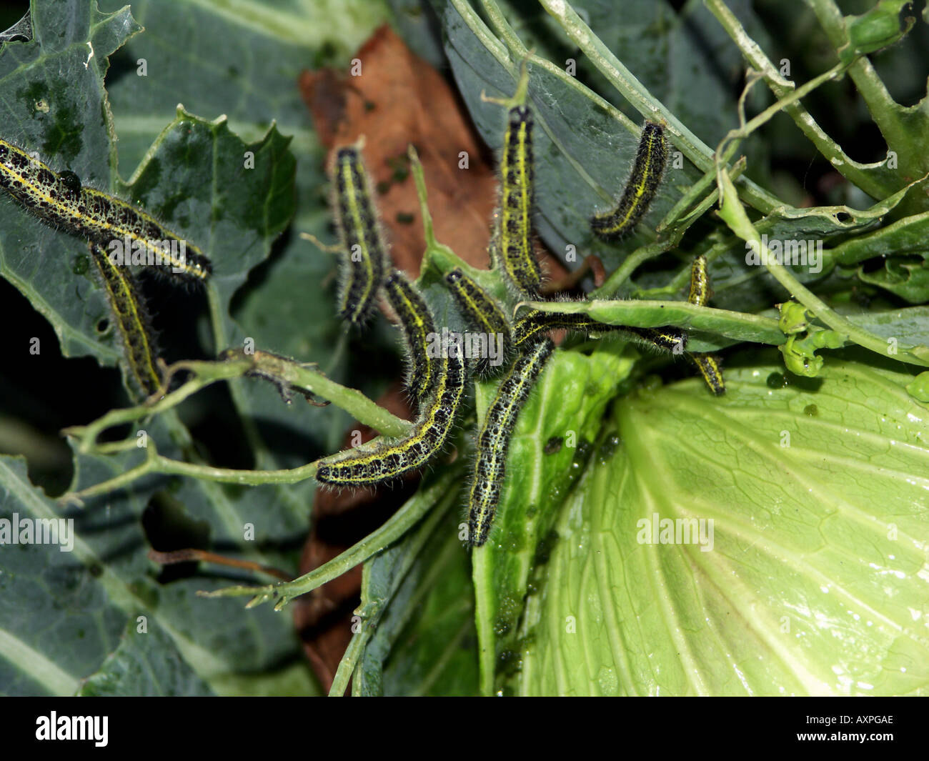 Caterpillar causing damage on Cabbage plant Stock Photo - Alamy