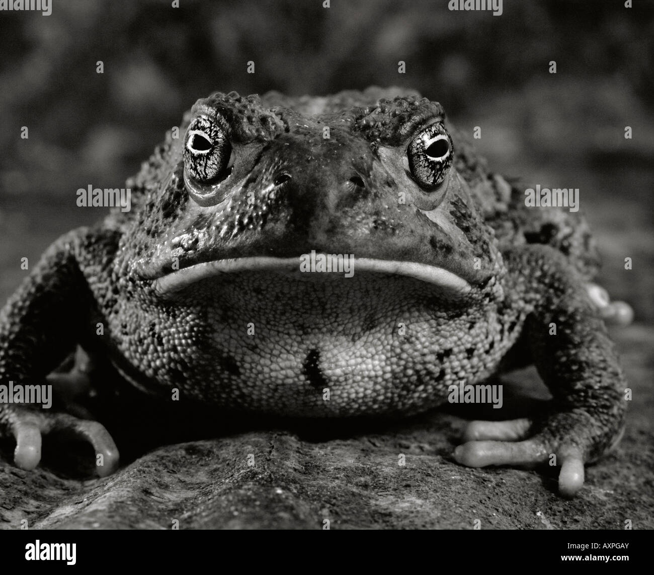 Close up of a Toad sitting on rusted metal Stock Photo - Alamy