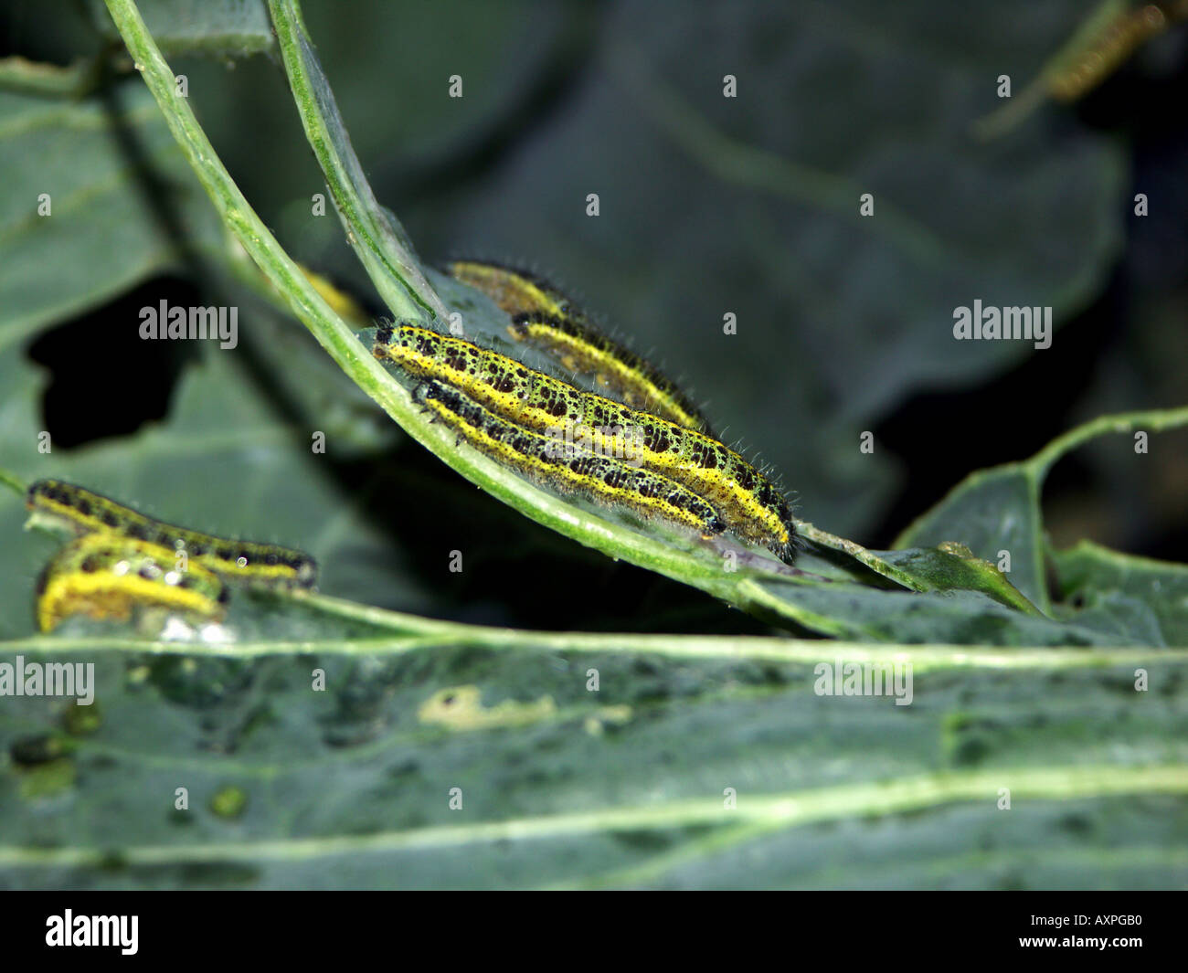 Caterpillar causing damage on Cabbage plant Stock Photo - Alamy