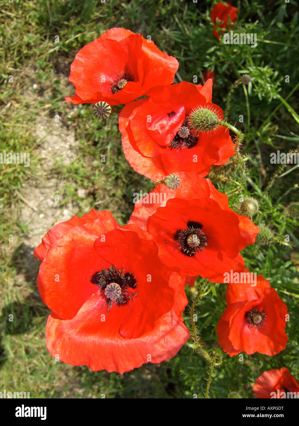 Bright red poppy flowers, Surrey, England, UK Stock Photo - Alamy
