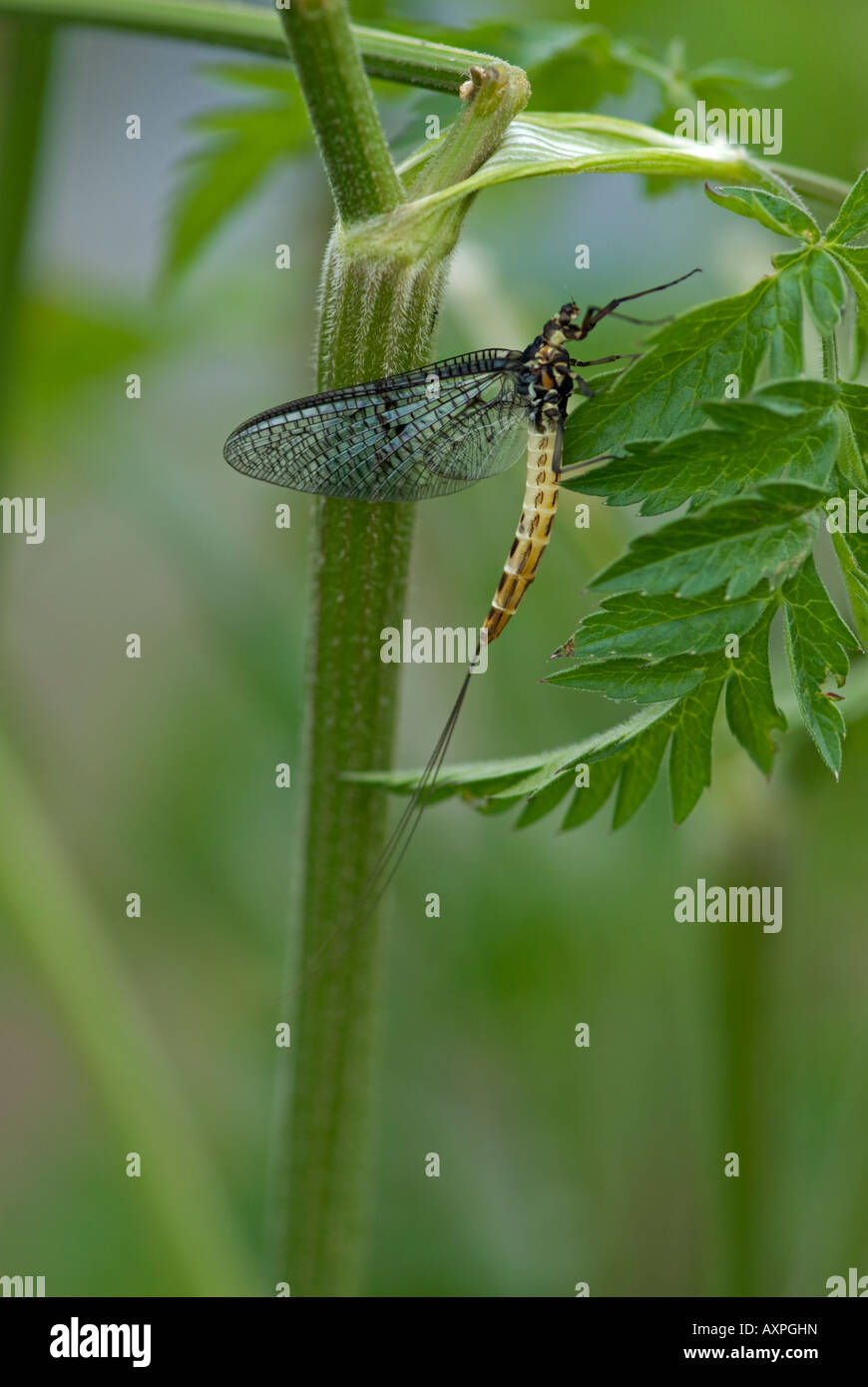 Mayfly (Ephemera danica Stock Photo - Alamy