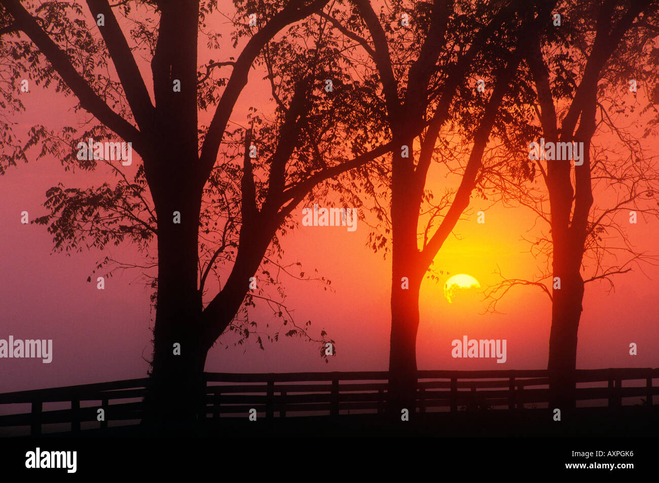 Trees in the sunrise Stock Photo - Alamy