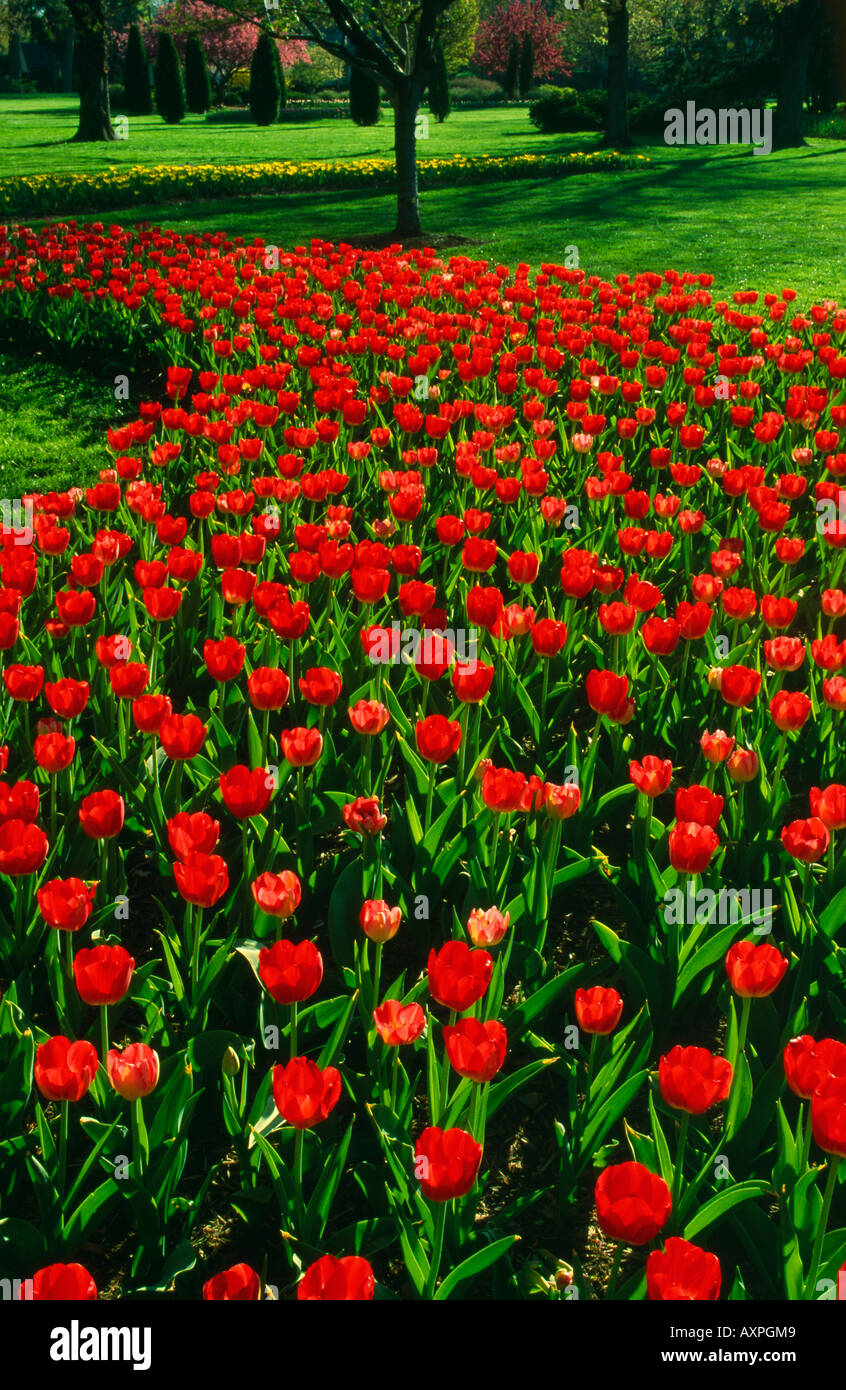 Tulip grows hi-res stock photography and images - Alamy