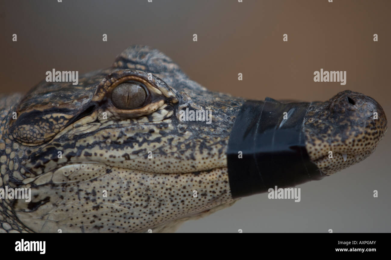 Alligator with its jaw taped shut Stock Photo - Alamy