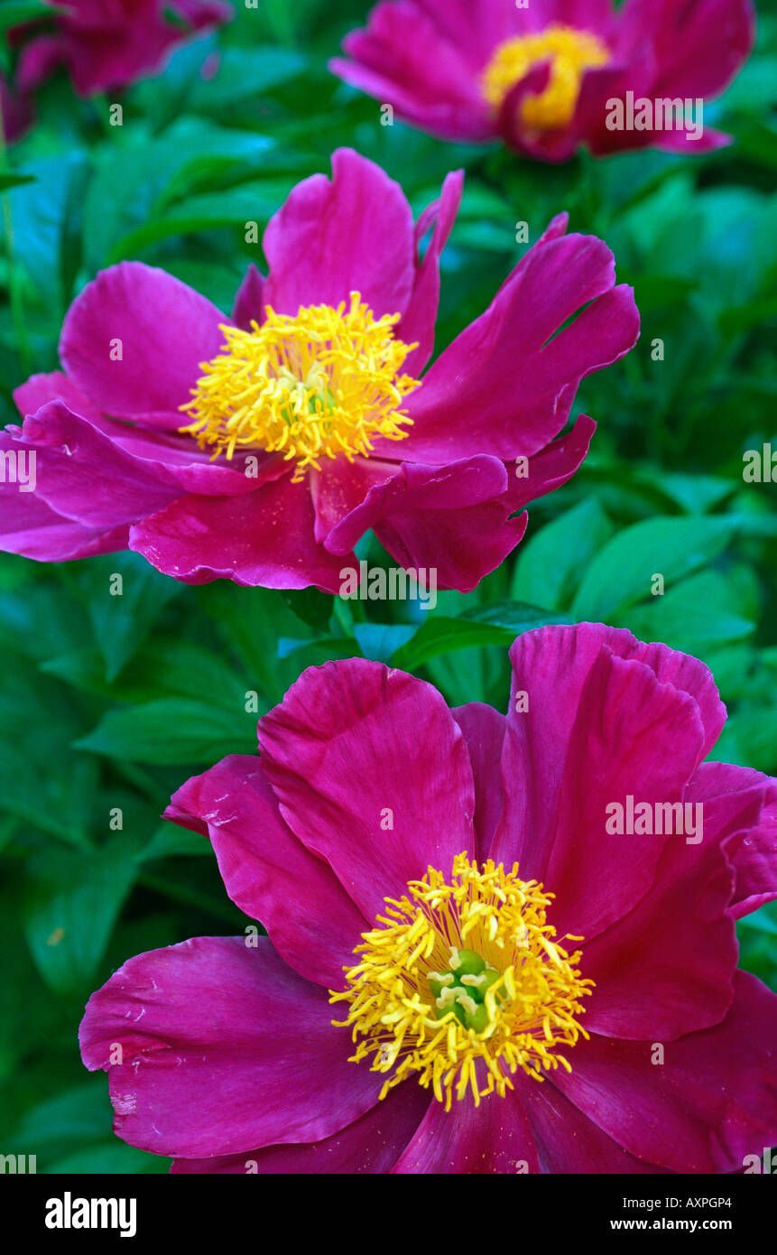 Pionese hi-res stock photography and images - Alamy