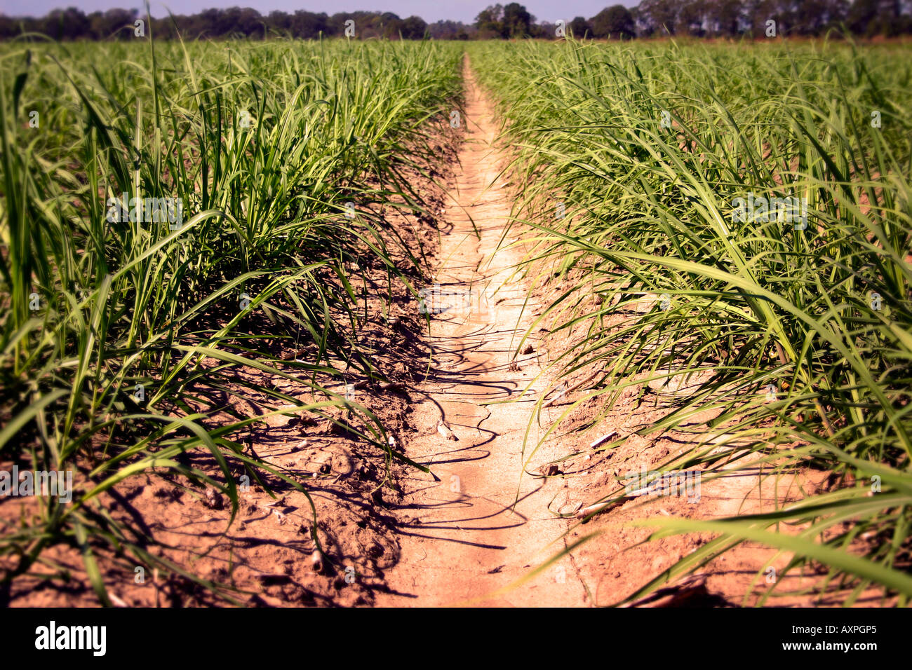 Louisiana sugar cane field hi-res stock photography and images - Alamy