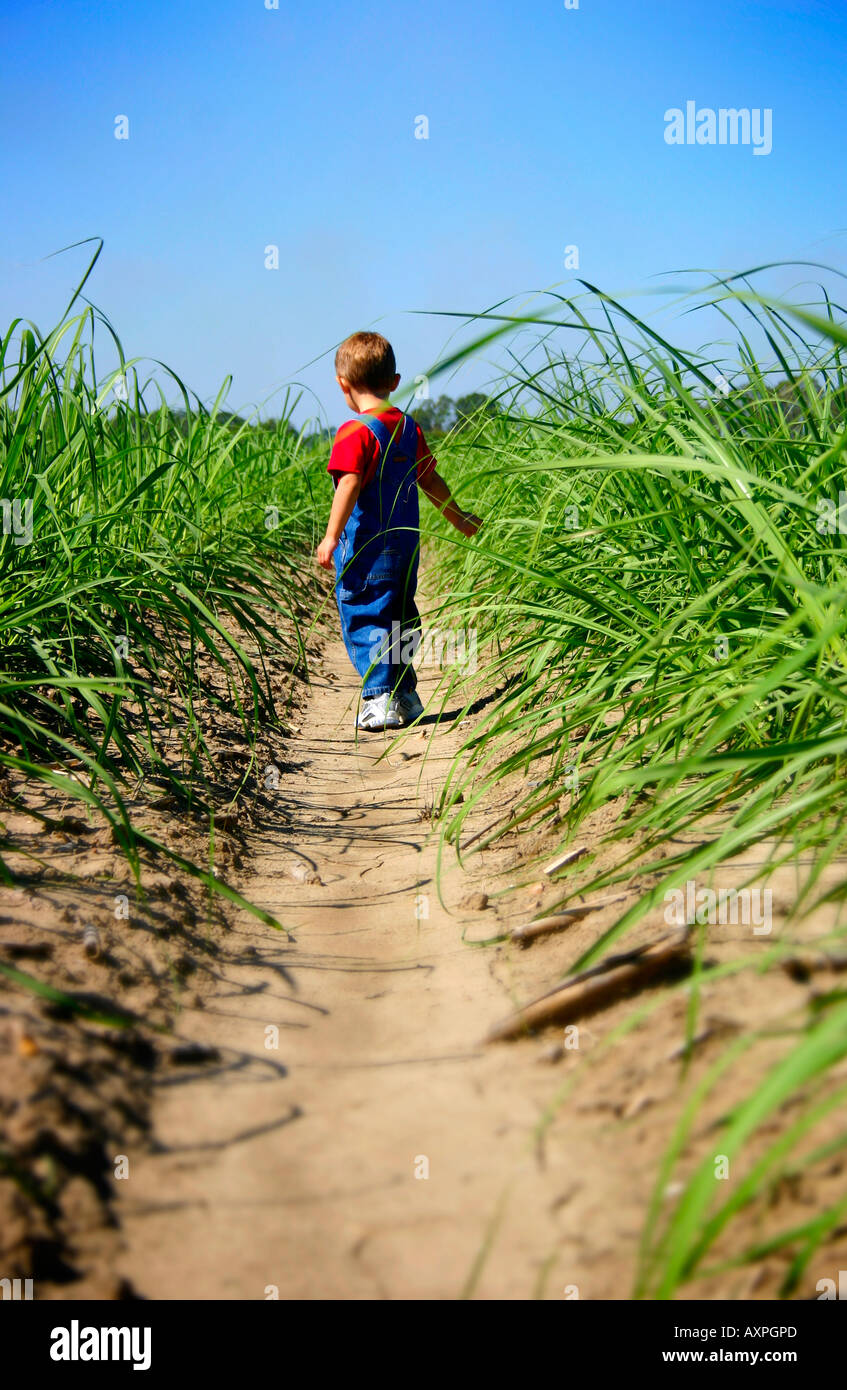 Boy in sugar cane field Stock Photo - Alamy