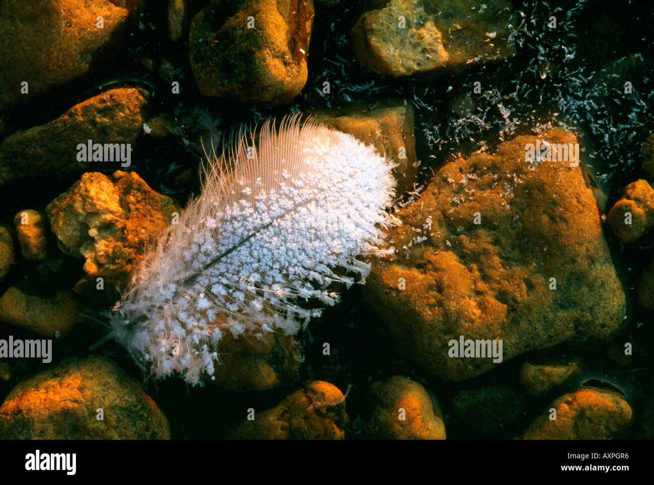 Frozen white feather Stock Photo - Alamy