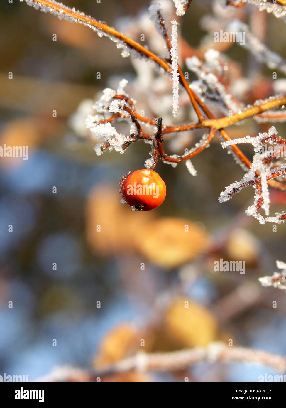 Single Orange berry with frost Stock Photo - Alamy