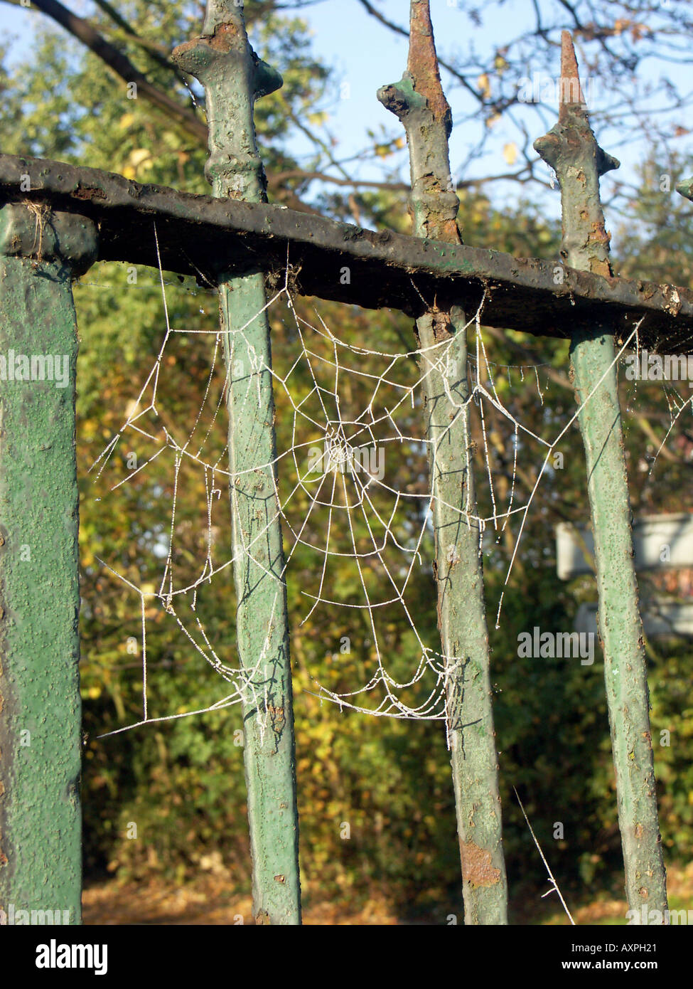 Spiders Web with frost on old decorative iron railings Stock Photo - Alamy