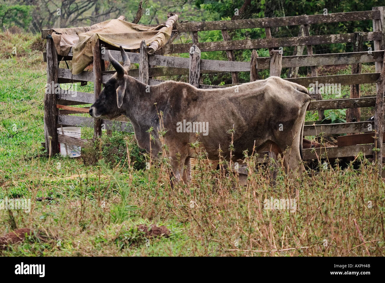 Cattle farming in Brazil Stock Photo - Alamy