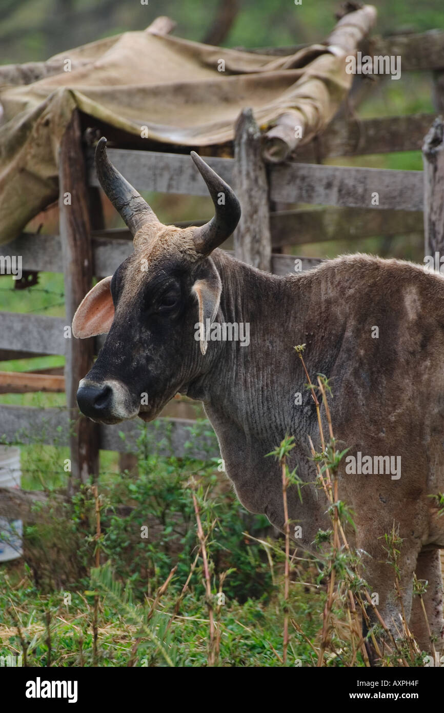 Cattle farming in Brazil Stock Photo - Alamy