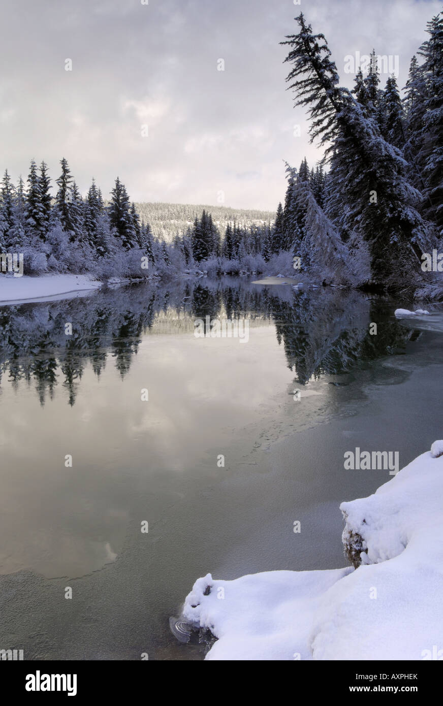 Fresh snowfall along the banks of the Miette River Jasper National Park ...