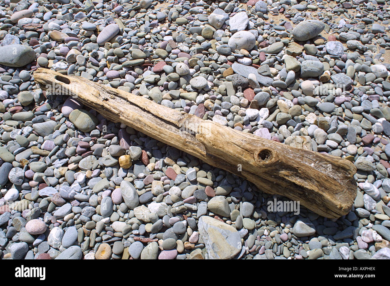 Drift wood washed over by sea on pebble beach Stock Photo - Alamy