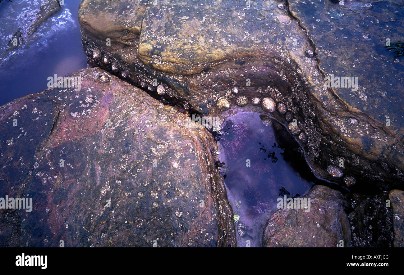 Crustation shell hi-res stock photography and images - Alamy