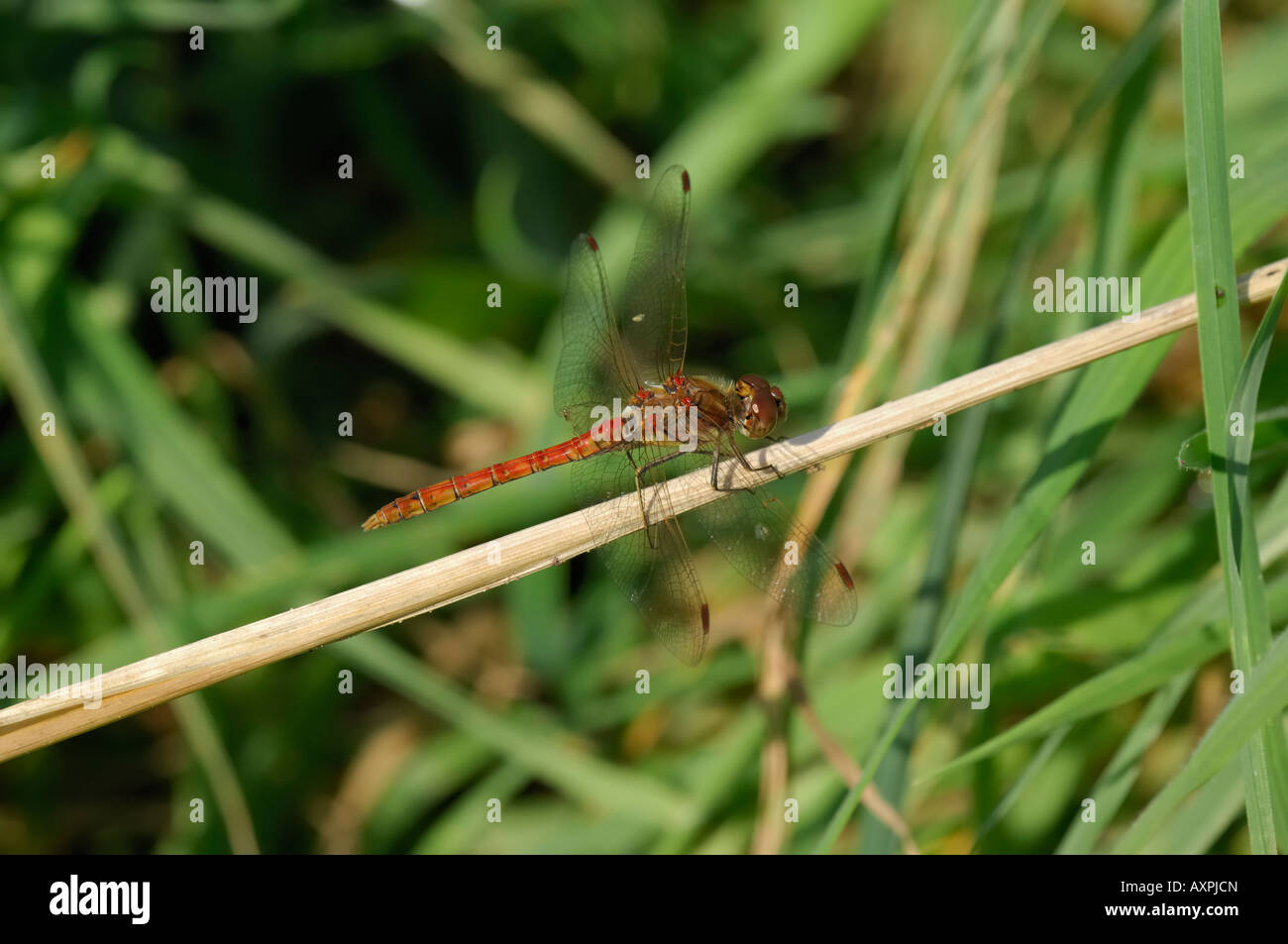 Uk ponds water common dragonfly hi-res stock photography and images - Alamy