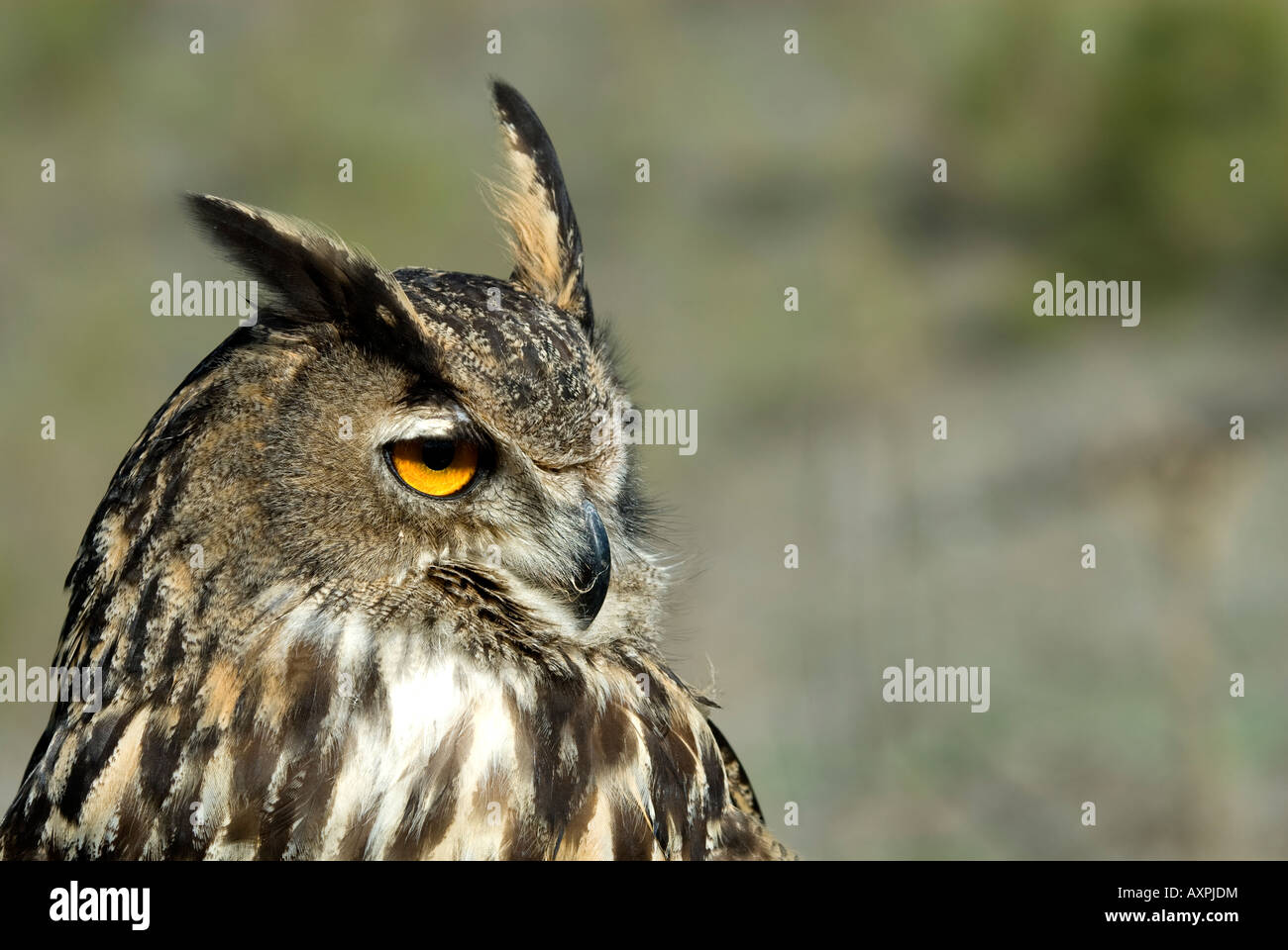 Buho real hi-res stock photography and images - Alamy