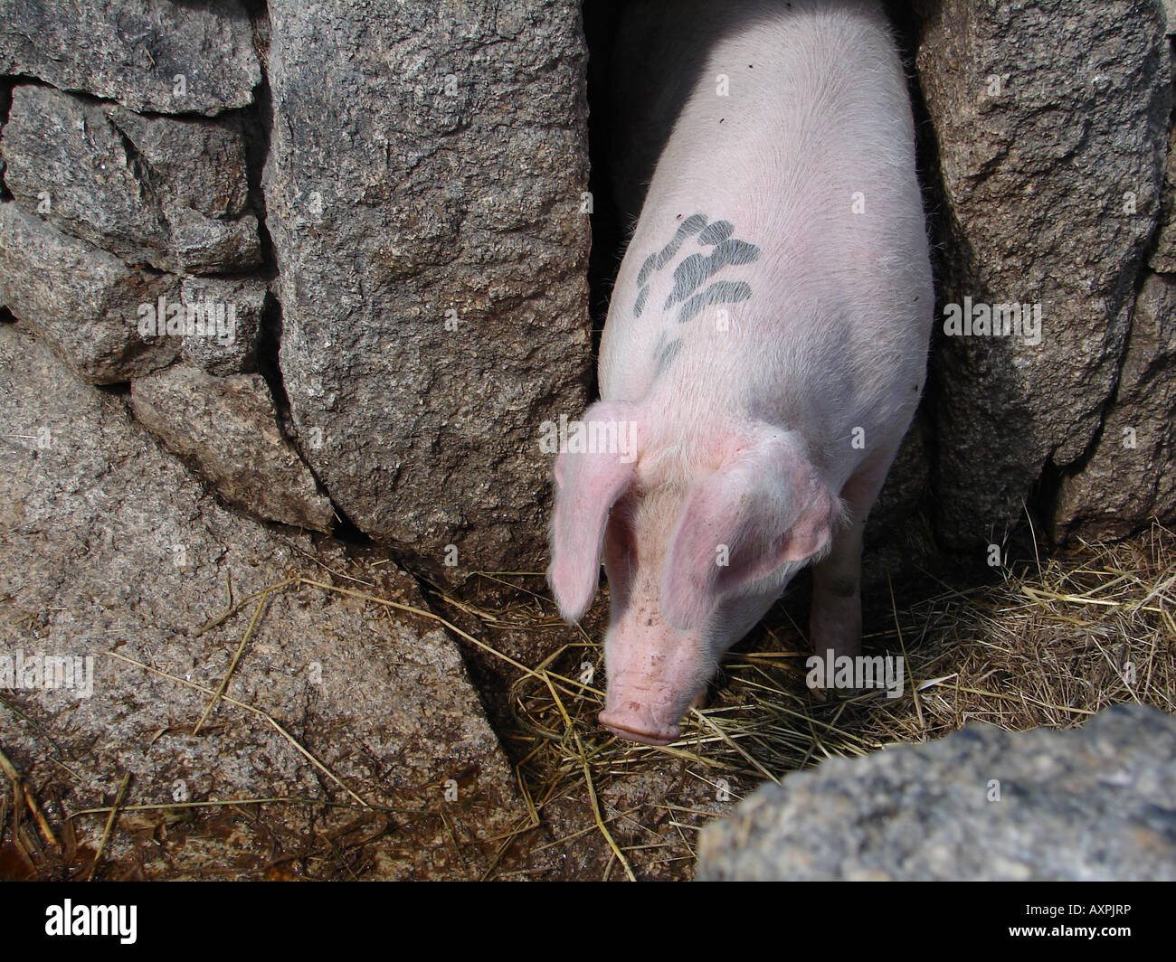 Smelly pigs hi-res stock photography and images - Alamy