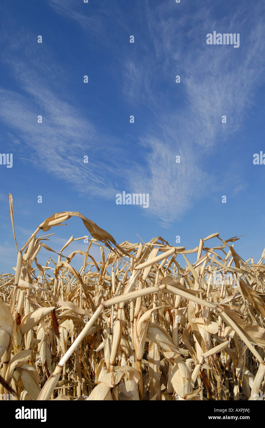 Corn field in mid October Corn maze and big Alberta blue sky Bon Accord ...