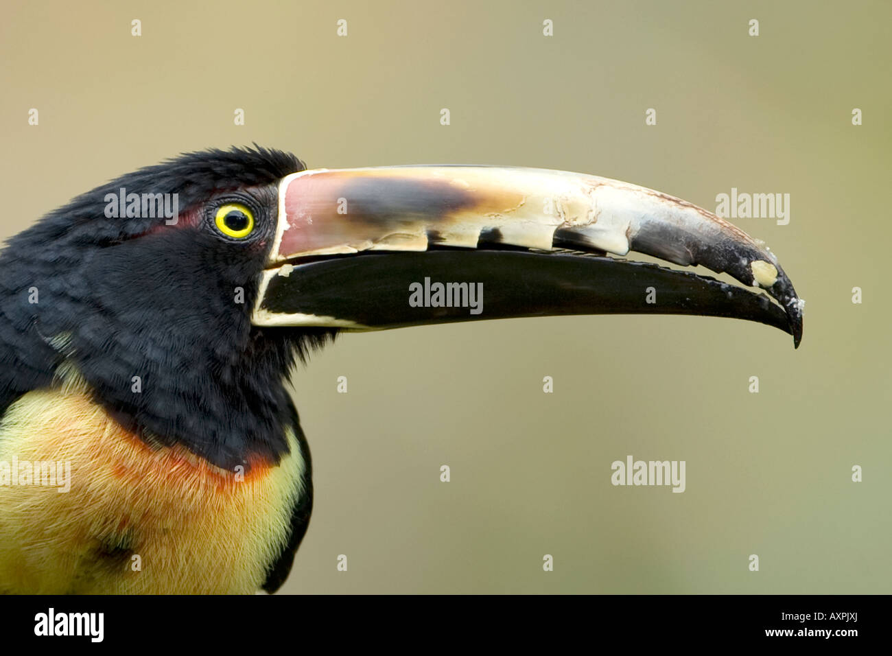 Collared Aracari Pteroglossus torquatus bill Stock Photo - Alamy