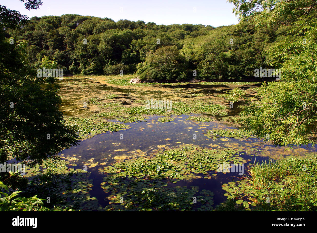 Bosherton Lily Ponds Pembrokeshire West Wales Stock Photo - Alamy