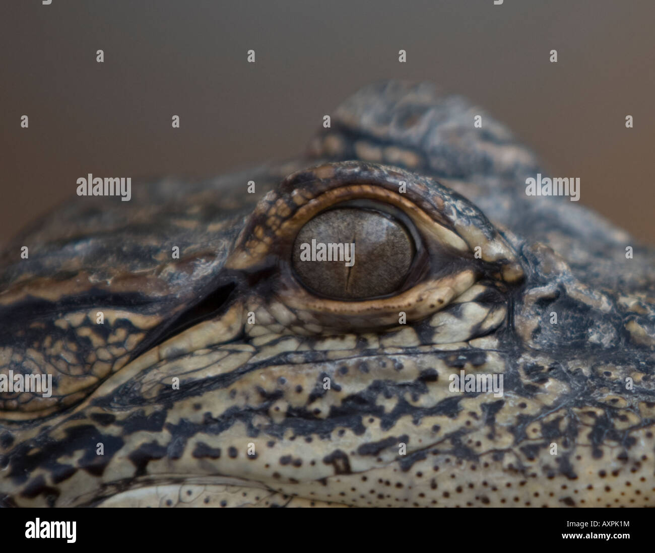 Eye of an American alligator Stock Photo - Alamy