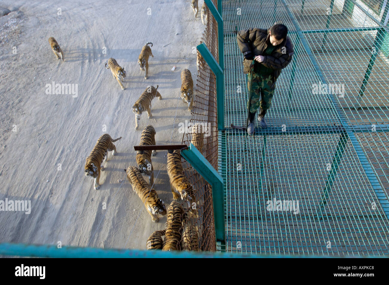 Siberia Animals High Resolution Stock Photography and Images - Alamy