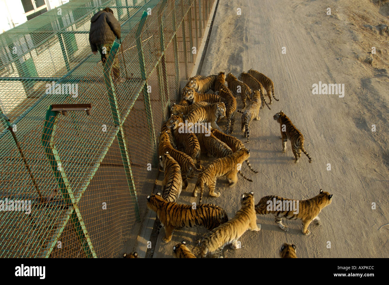 Siberia tigers in Siberia Tiger Park in Harbin, Heilongjiang province ...