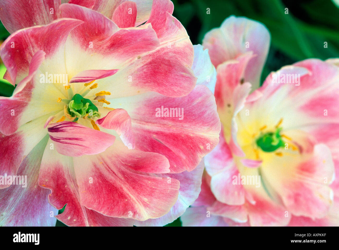 Two blooms tulips hi-res stock photography and images - Alamy