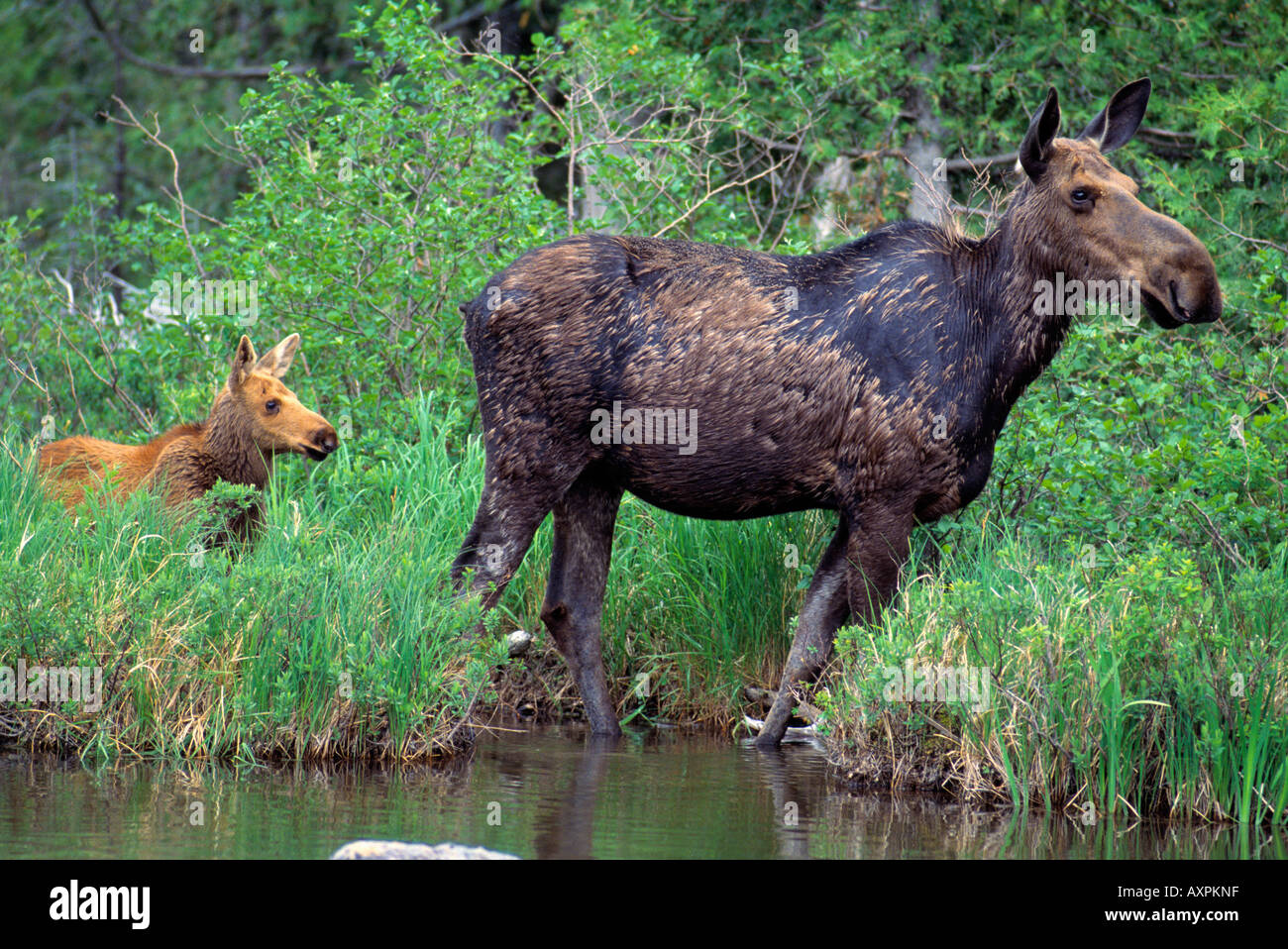 Moose cow with two calves hi-res stock photography and images - Alamy