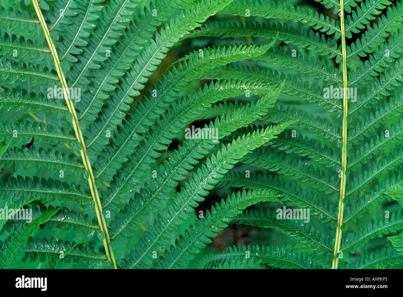 Selection of ferns hi-res stock photography and images - Alamy