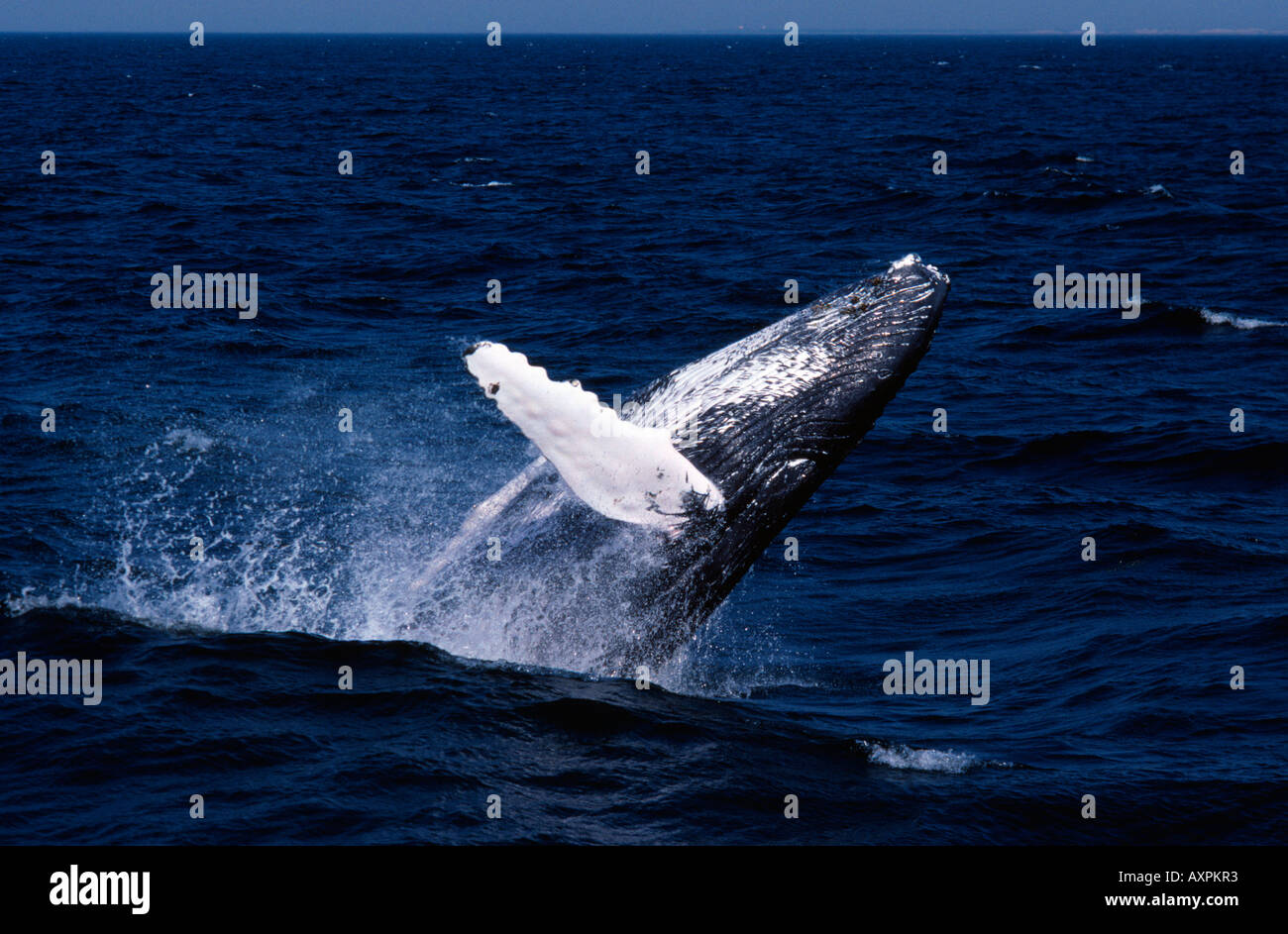 Humpback Whale Breaching Stock Photo - Alamy