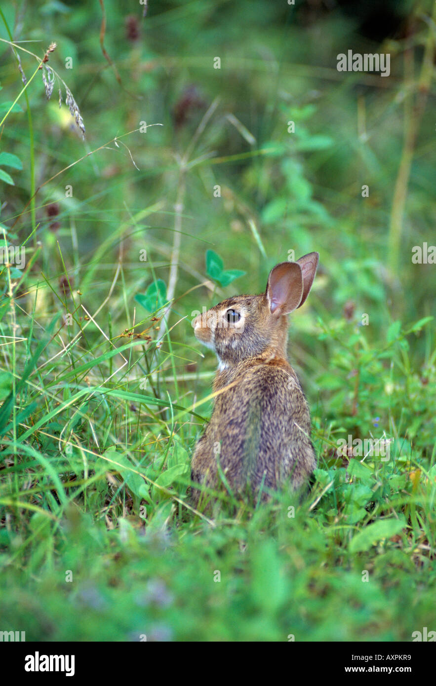 Natural selection rabbit hi-res stock photography and images - Alamy