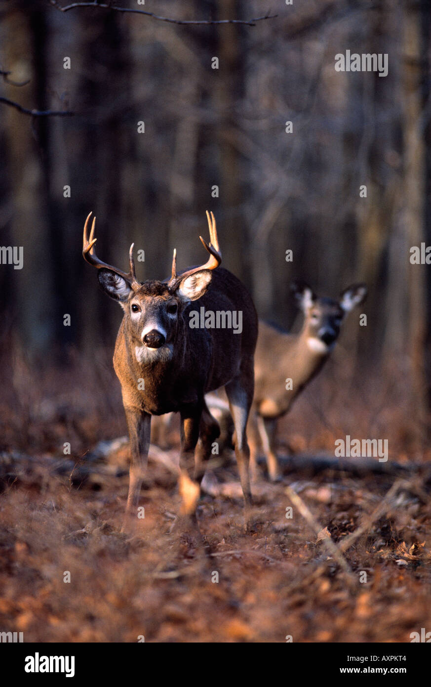 Eight point buck and doe Stock Photo - Alamy