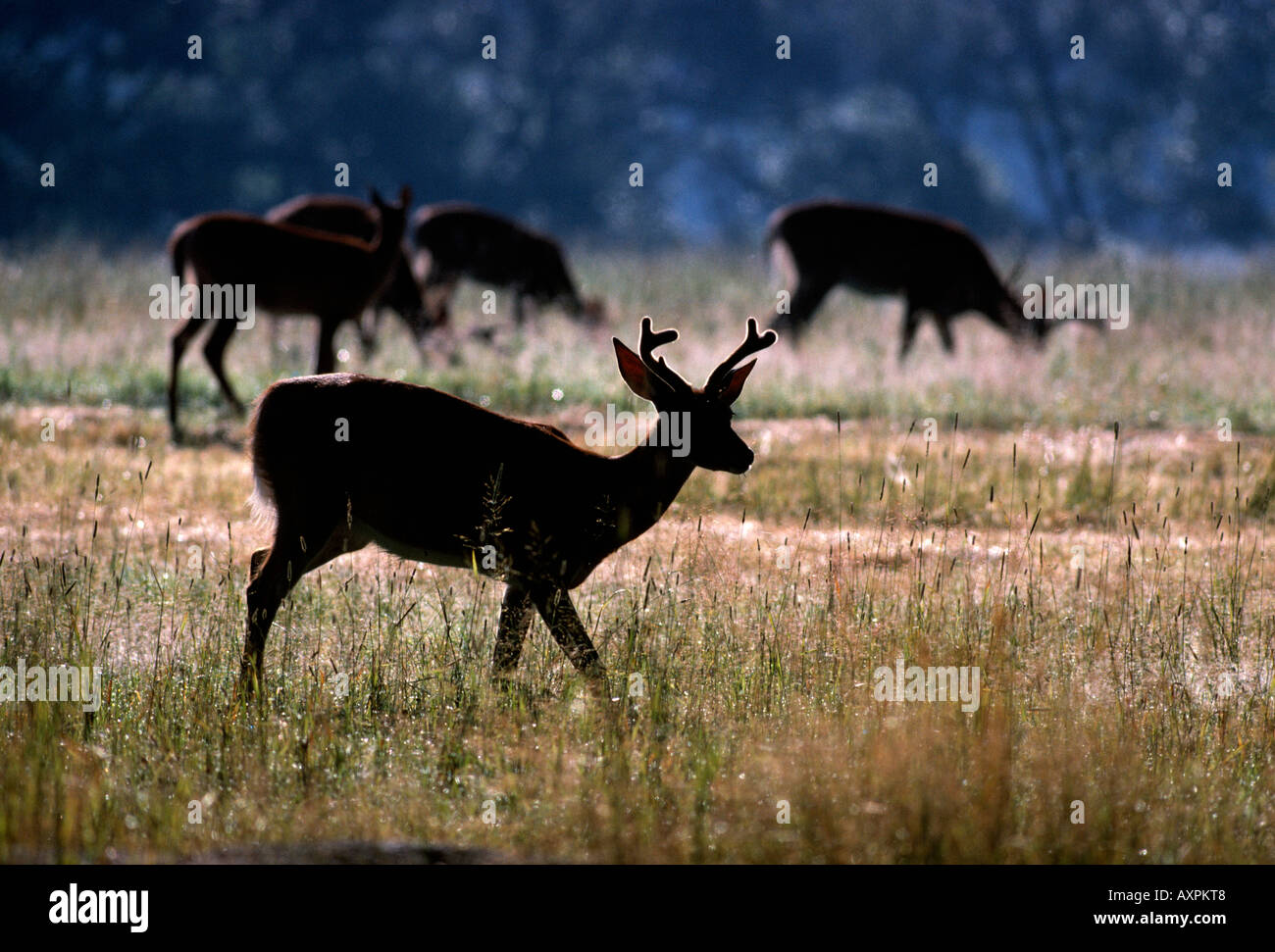 whitetailed deer grazing in a meadow Stock Photo - Alamy