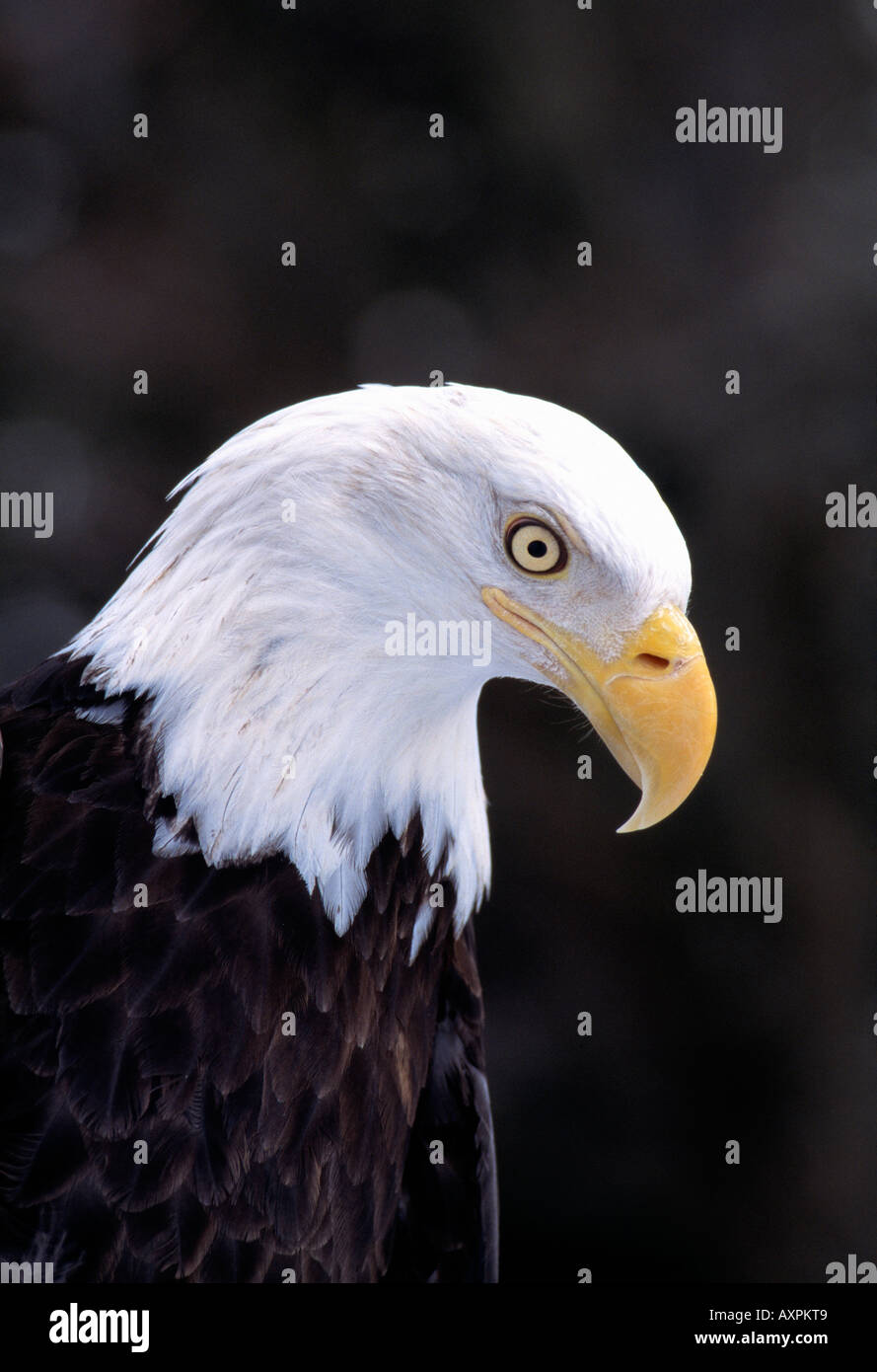 Bald eagle portrait Stock Photo - Alamy