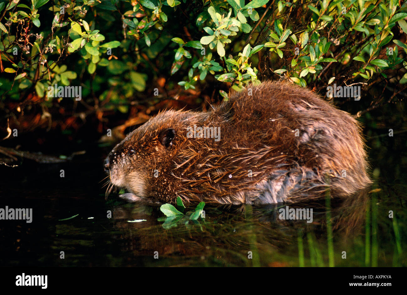 Beaver in water Stock Photo - Alamy