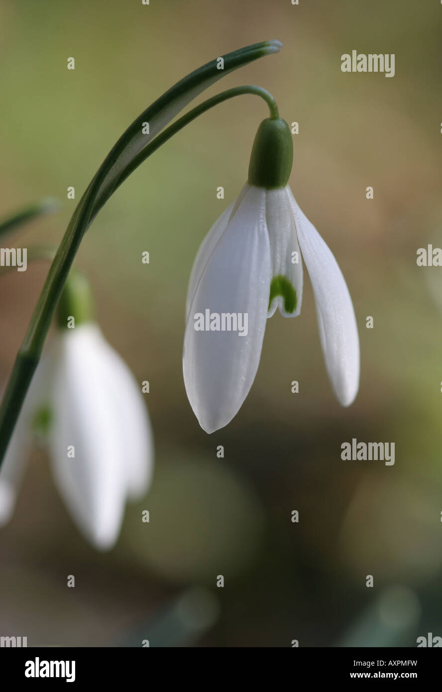Two white snowdrops against natural green and brown background Stock ...