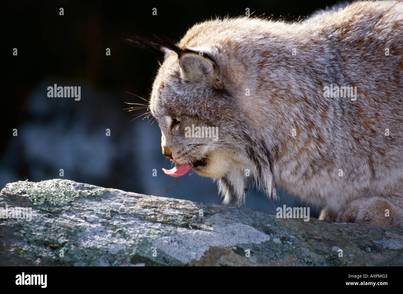 Felis Lynx Canadensis High Resolution Stock Photography and Images - Alamy
